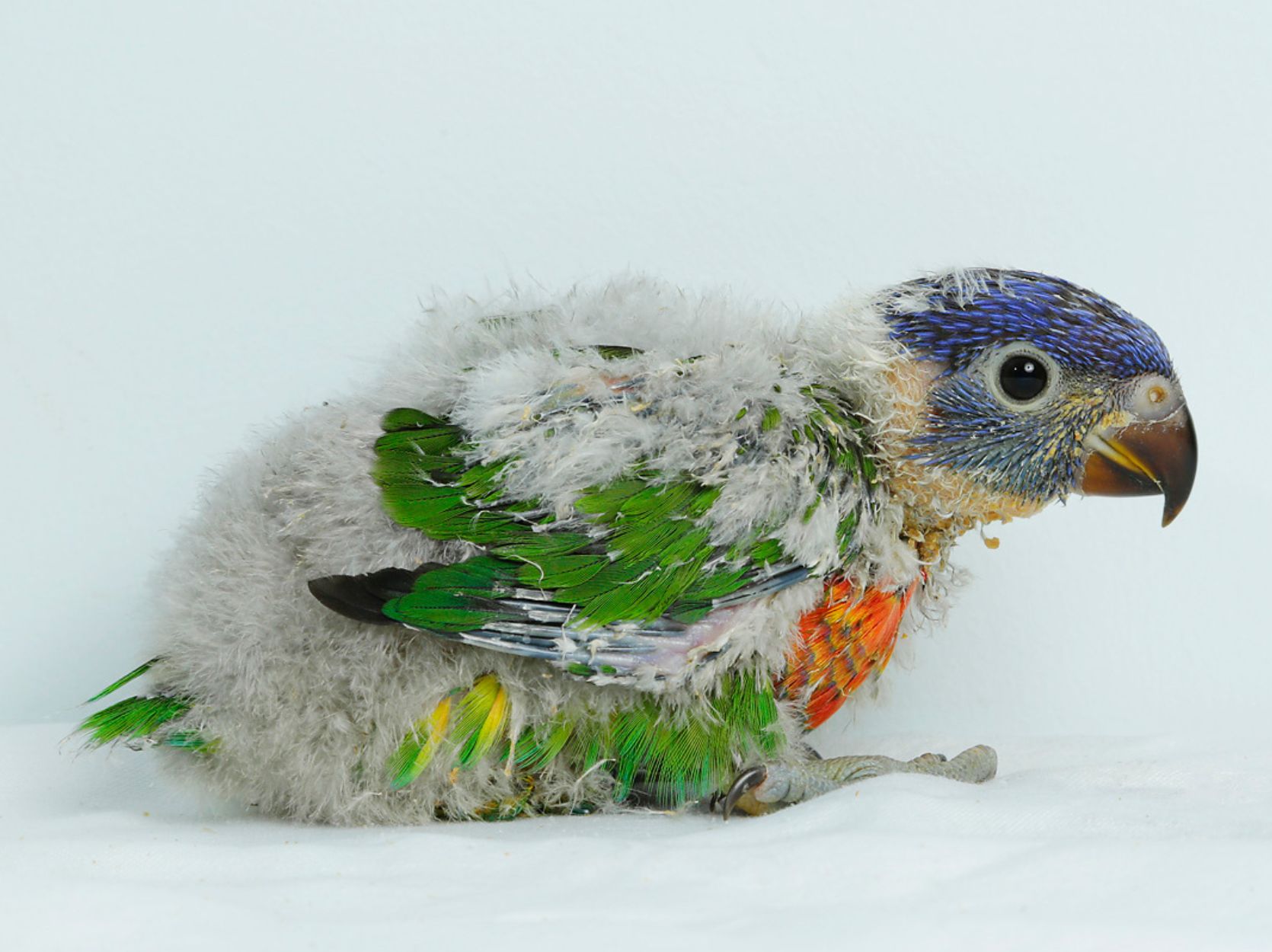 Revel in Zoolympix action, a nocturnal birthday bash and avian wonders ...