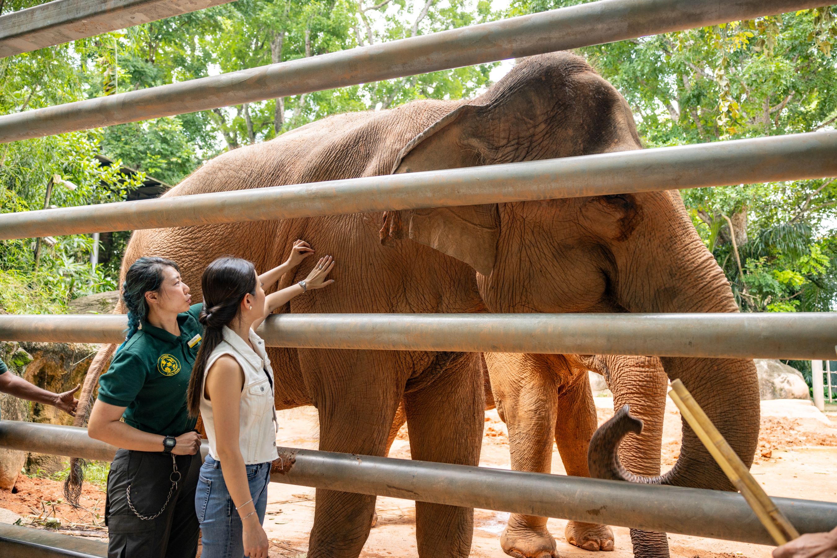 Get closer to wildlife with the new elephant tour and latest edition of ...