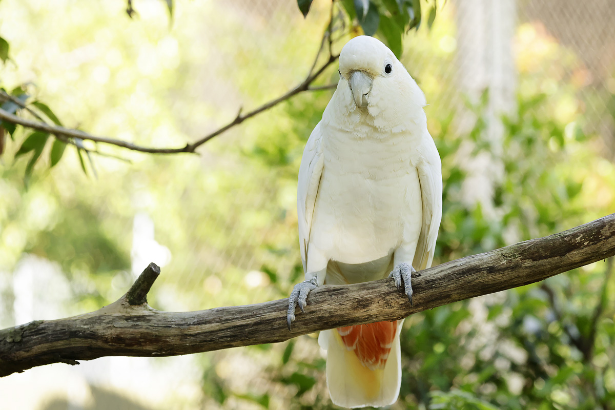 Mandai Wildlife Group and Mandai Nature Mark Milestone in Conservation ...