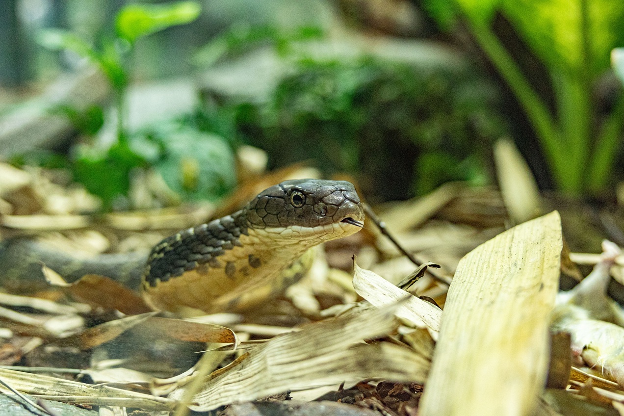 Slither into a spectacular Lunar New Year at the Mandai Wildlife Reserve