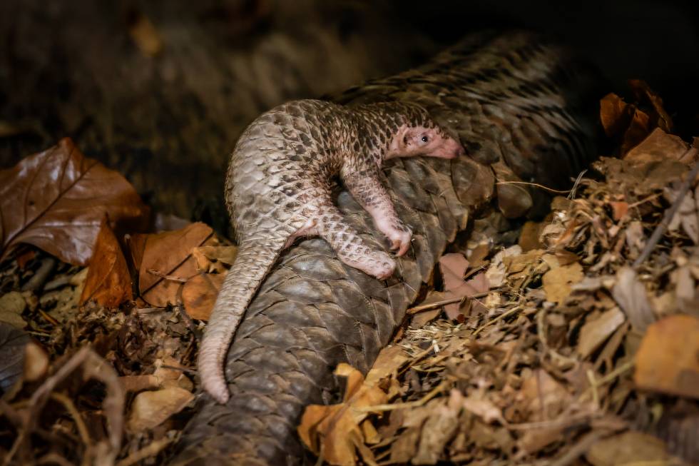 Night Safari welcomes its first Sunda Pangolin pup in a decade, with a ...