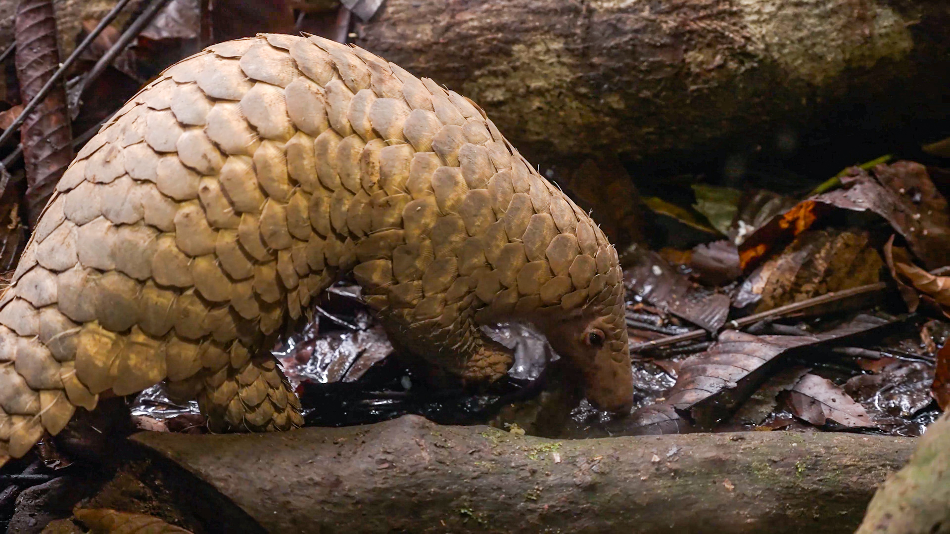 Night Safari welcomes its first Sunda Pangolin pup in a decade, with a ...