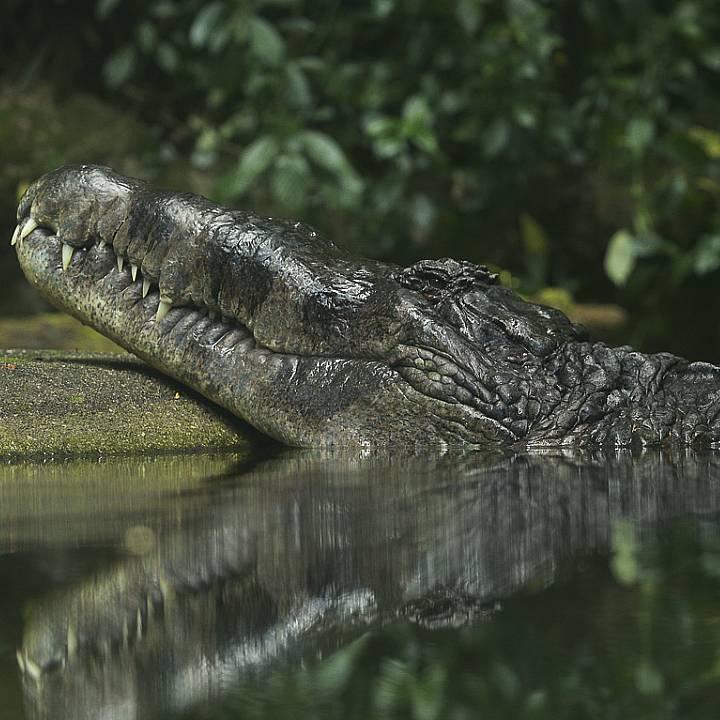 Estuarine Crocodile - Rainforest Wild ASIA | Mandai Wildlife Reserve