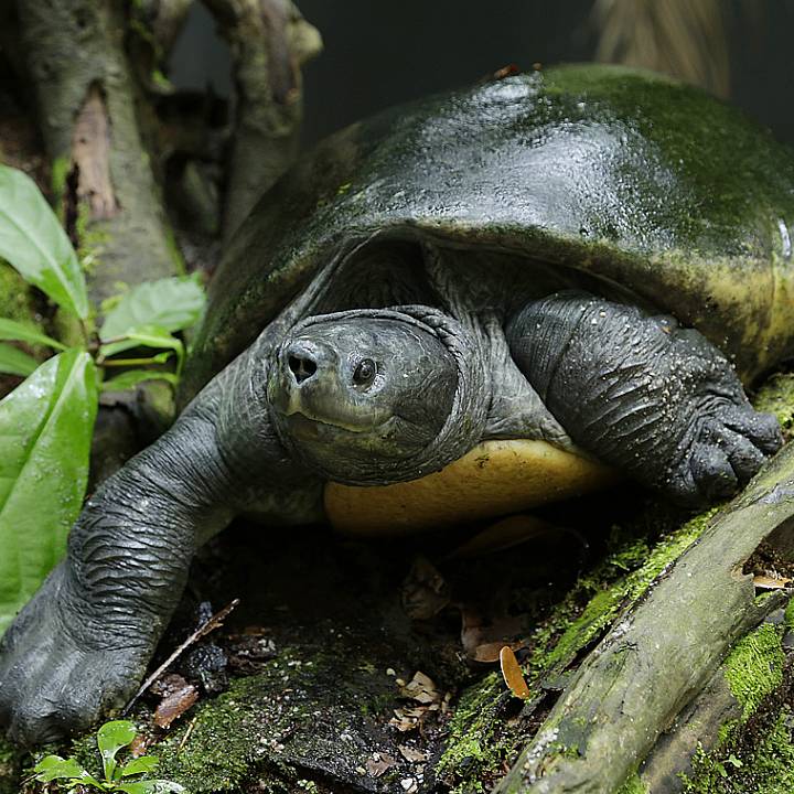 Southern river terrapin - Rainforest Wild Adventure West | Mandai ...