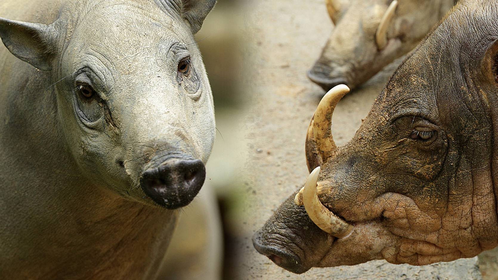 Meet the Babirusa at The Watering Hole (Rainforest Wild ASIA) [ENG]