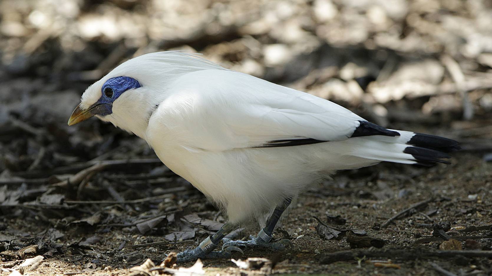 Meet the Bali Myna at The Rock Cascade (Rainforest Wild ASIA) [ENG]