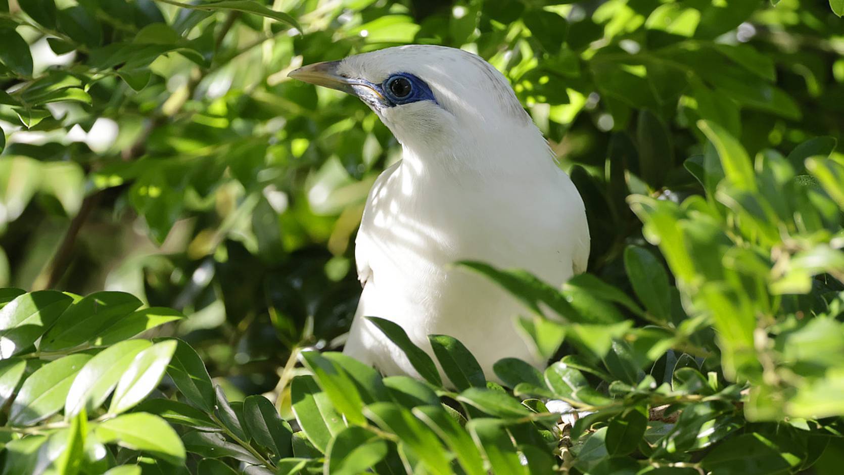 Meet the Bali Myna at The Rock Cascade (Rainforest Wild ASIA) [ENG]