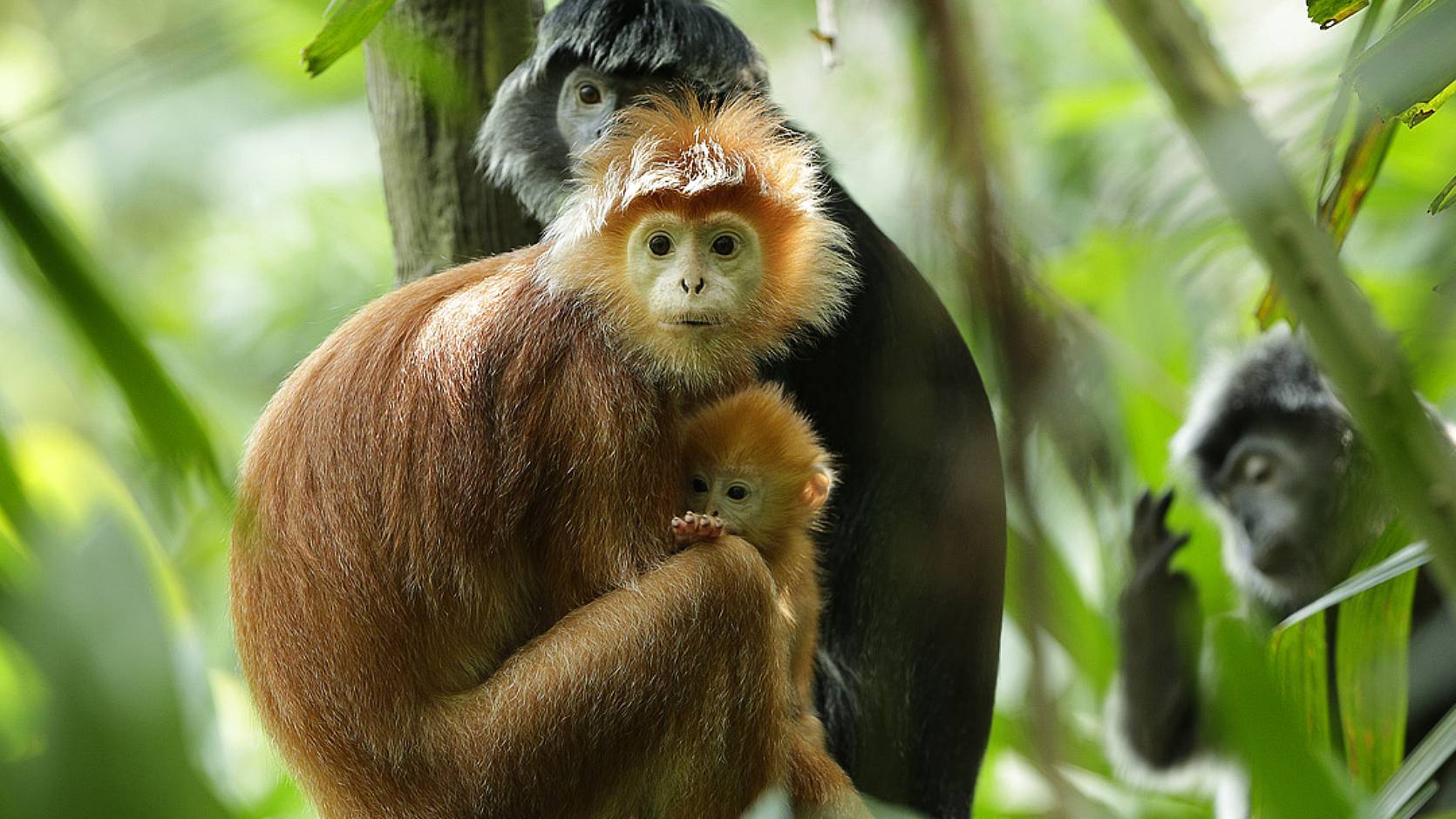 Meet the Javan Langur at The Canopy (Rainforest Wild ASIA) [ENG]