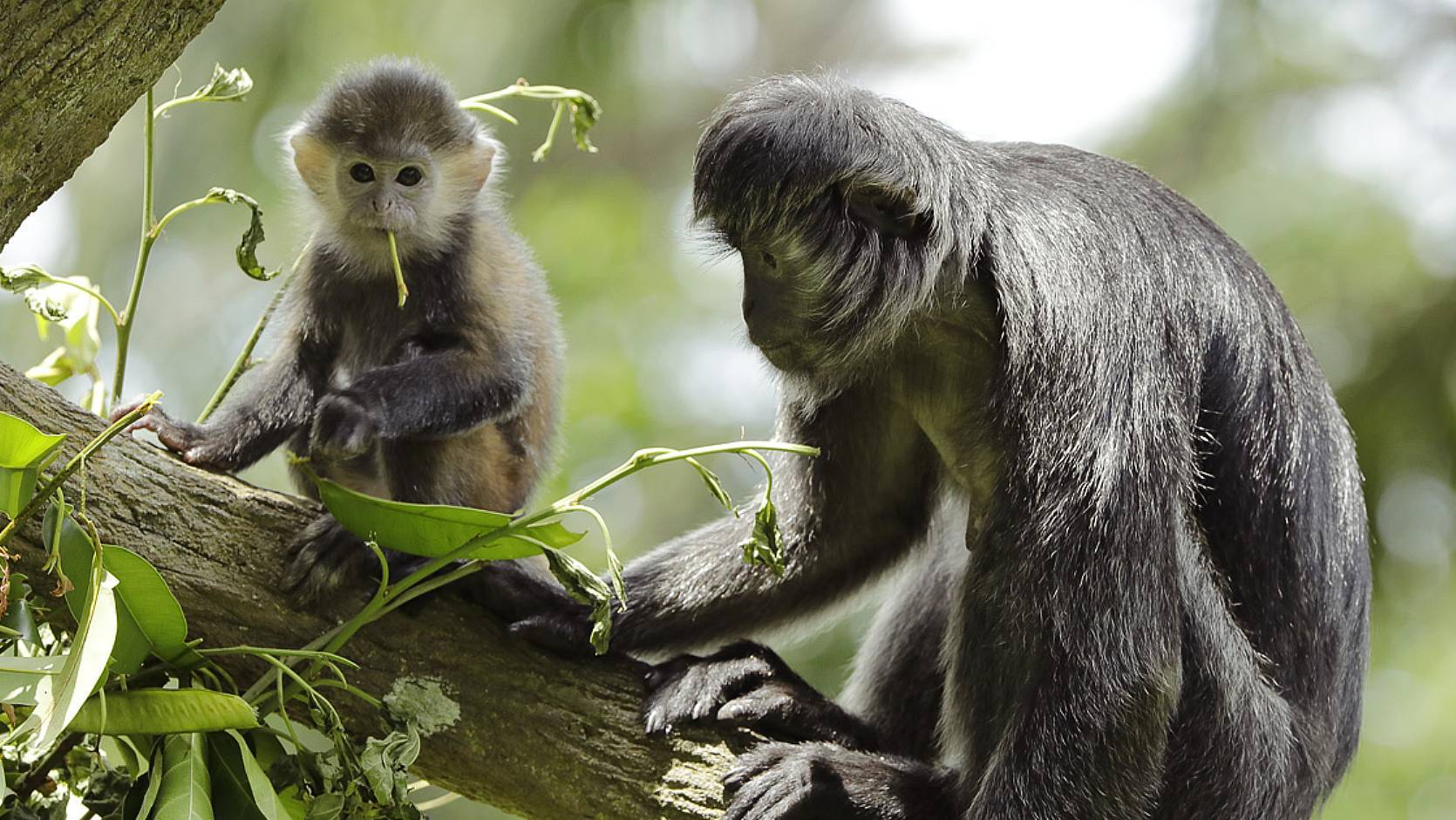 Meet the Javan Langur at The Canopy (Rainforest Wild ASIA) [ENG]