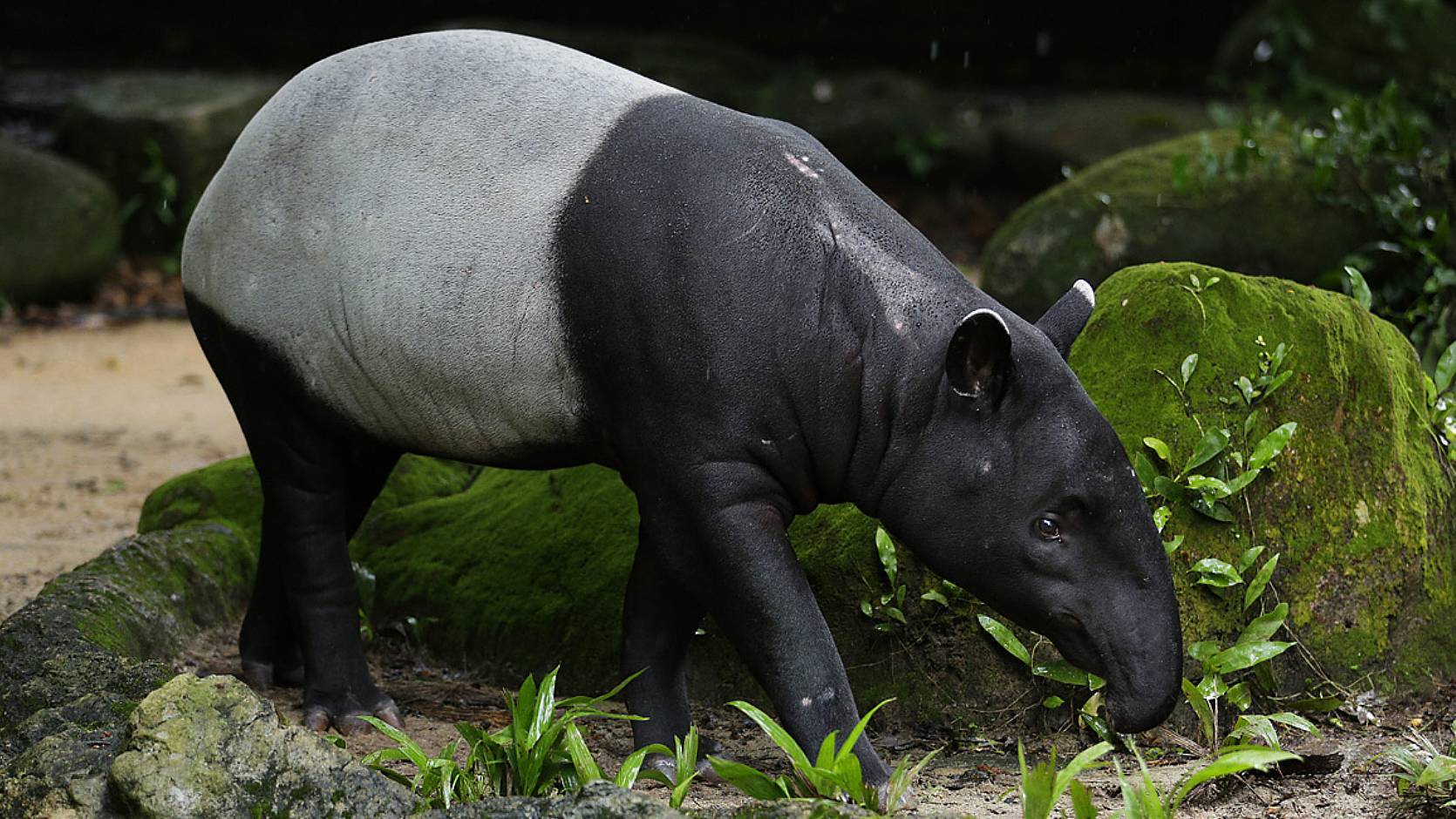 Meet the Malayan Tapir at The Watering Hole (Rainforest Wild ASIA) [ZH]