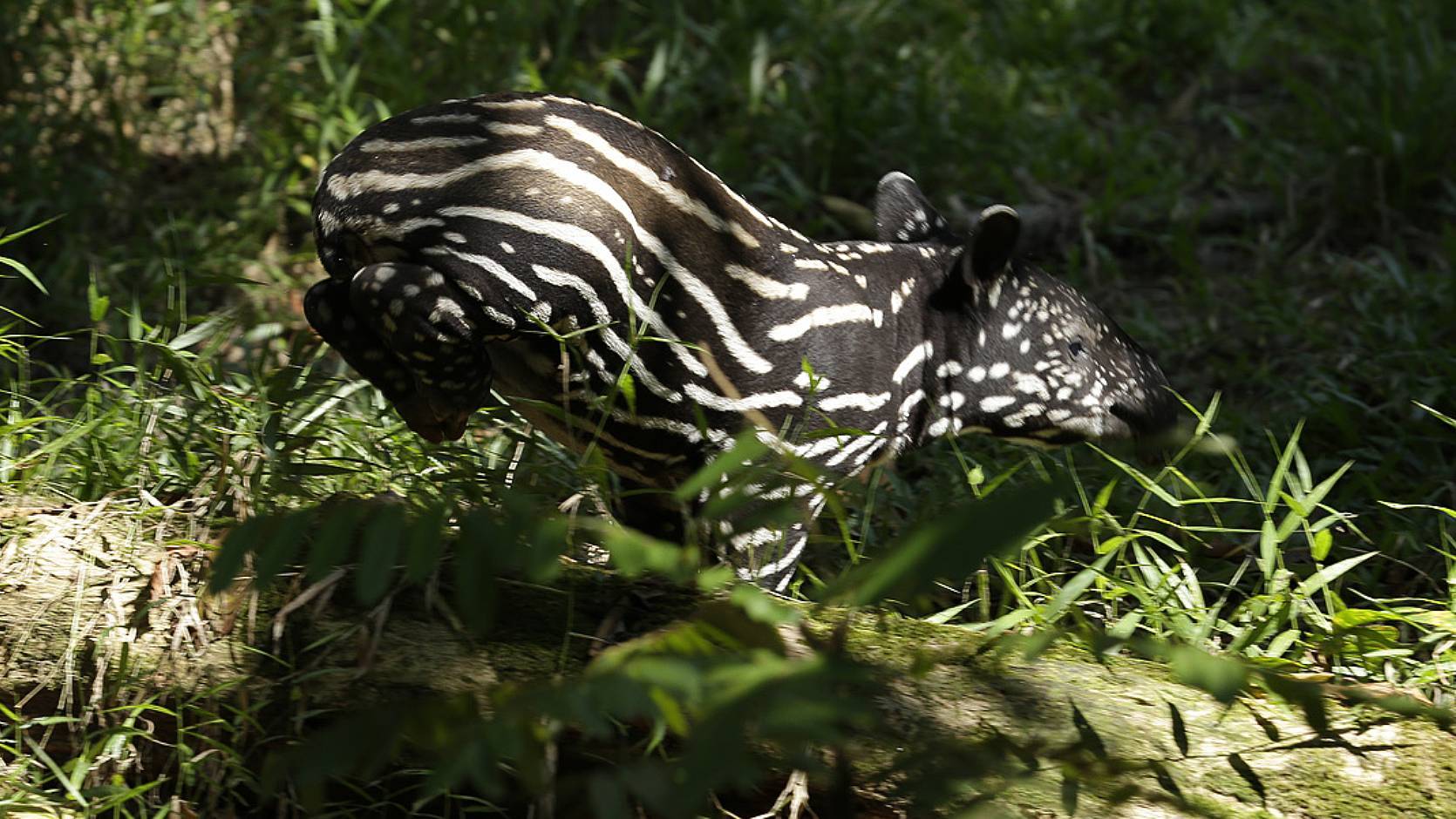 Meet the Malayan Tapir at The Watering Hole (Rainforest Wild ASIA) [ENG]