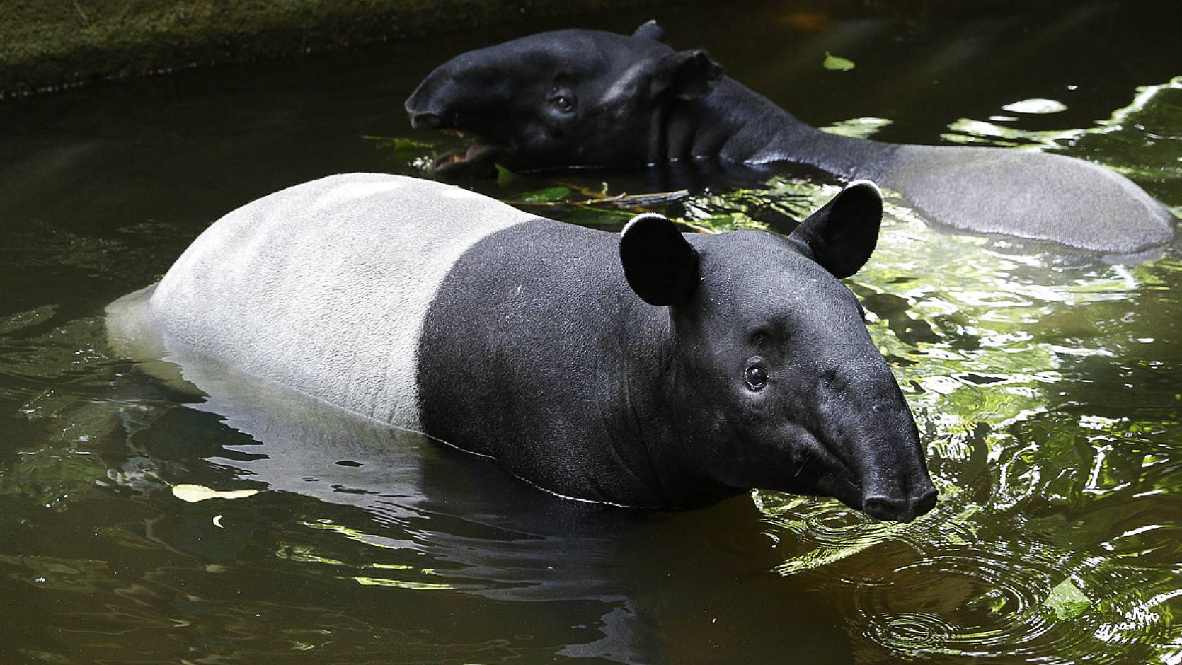 Meet the Malayan Tapir at The Watering Hole (Rainforest Wild ASIA) [ENG]