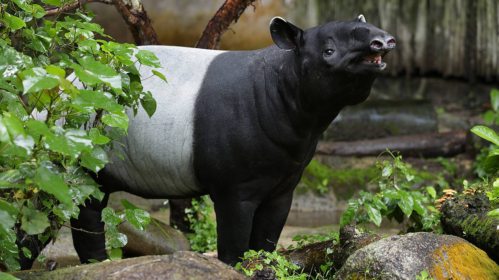 Meet the Malayan Tapir at The Watering Hole (Rainforest Wild ASIA) [ENG]