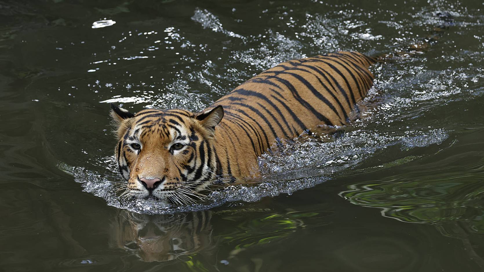 Meet the Malayan Tiger at The Rock Cascade (Rainforest Wild ASIA) [ENG]