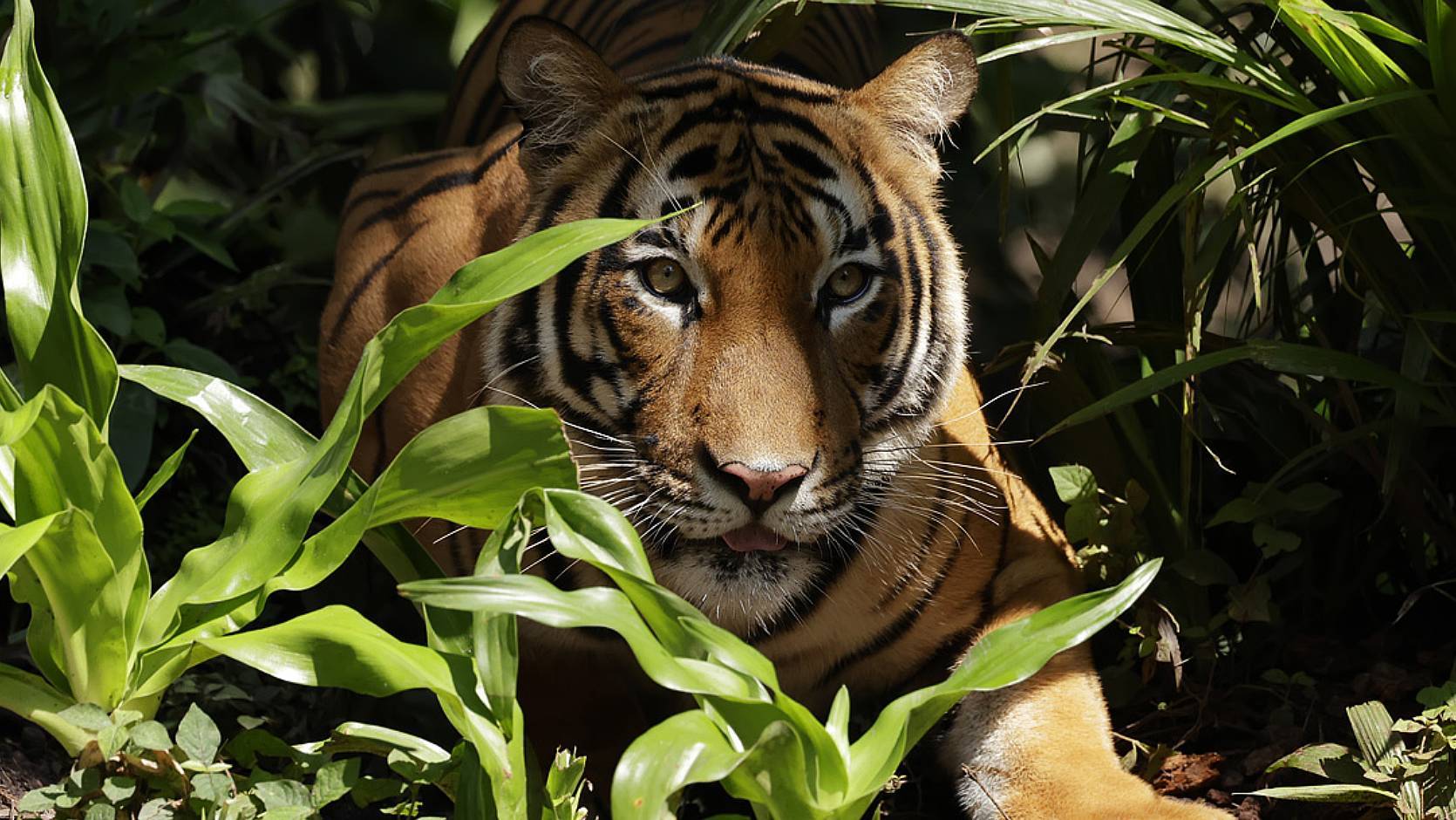 Meet the Malayan Tiger at The Rock Cascade (Rainforest Wild ASIA) [ENG]