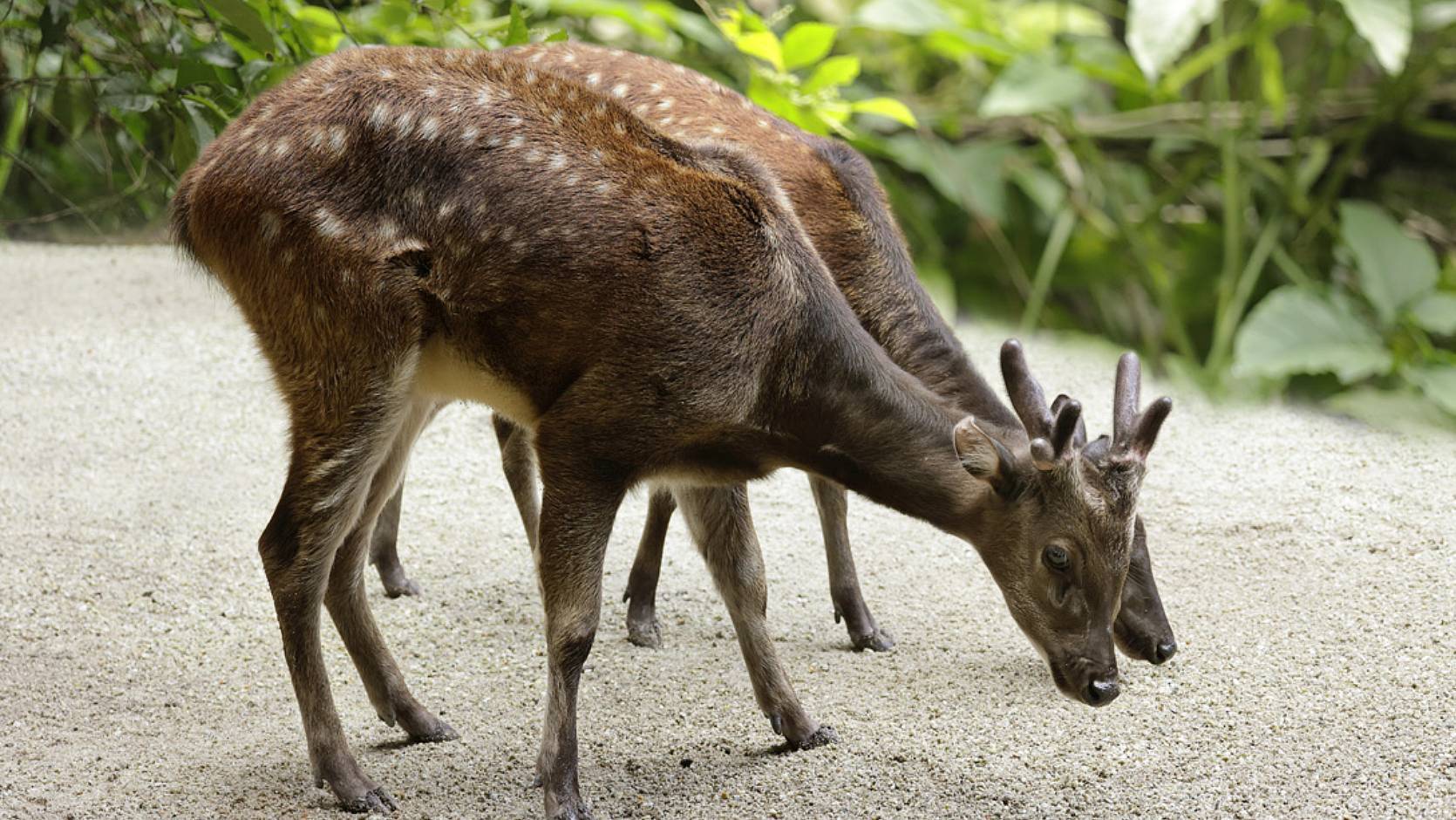 Meet the Philippine Spotted Deer at The Canopy (Rainforest Wild ASIA) [ENG]