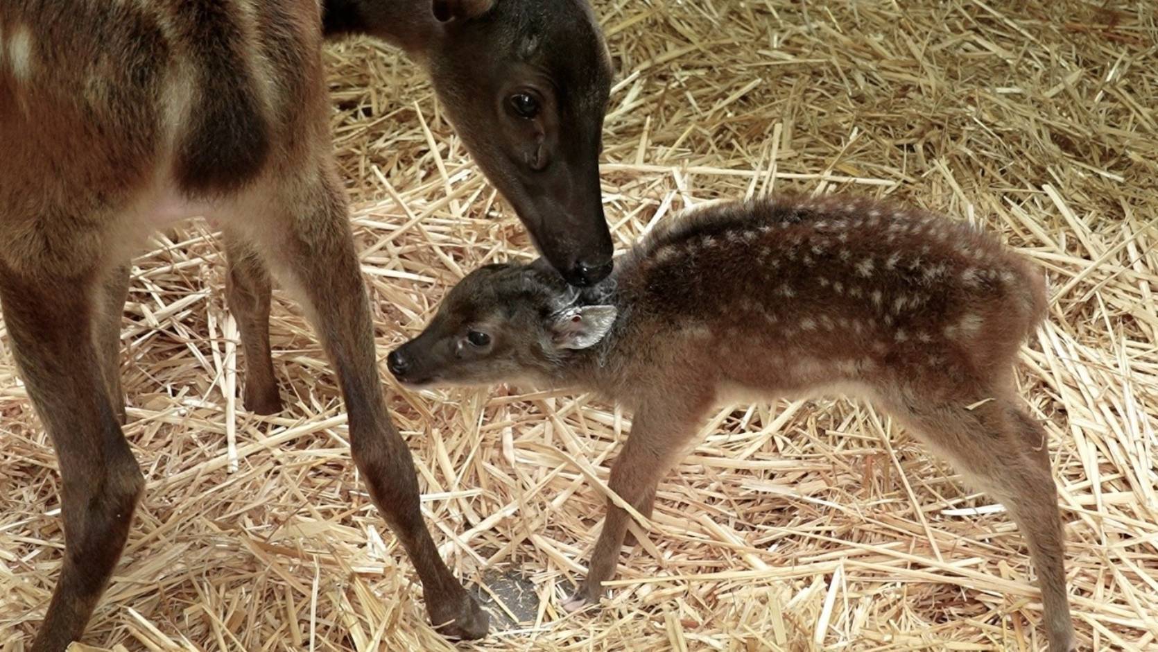 Philippine spotted deer - Rainforest Wild Adventure West | Mandai ...