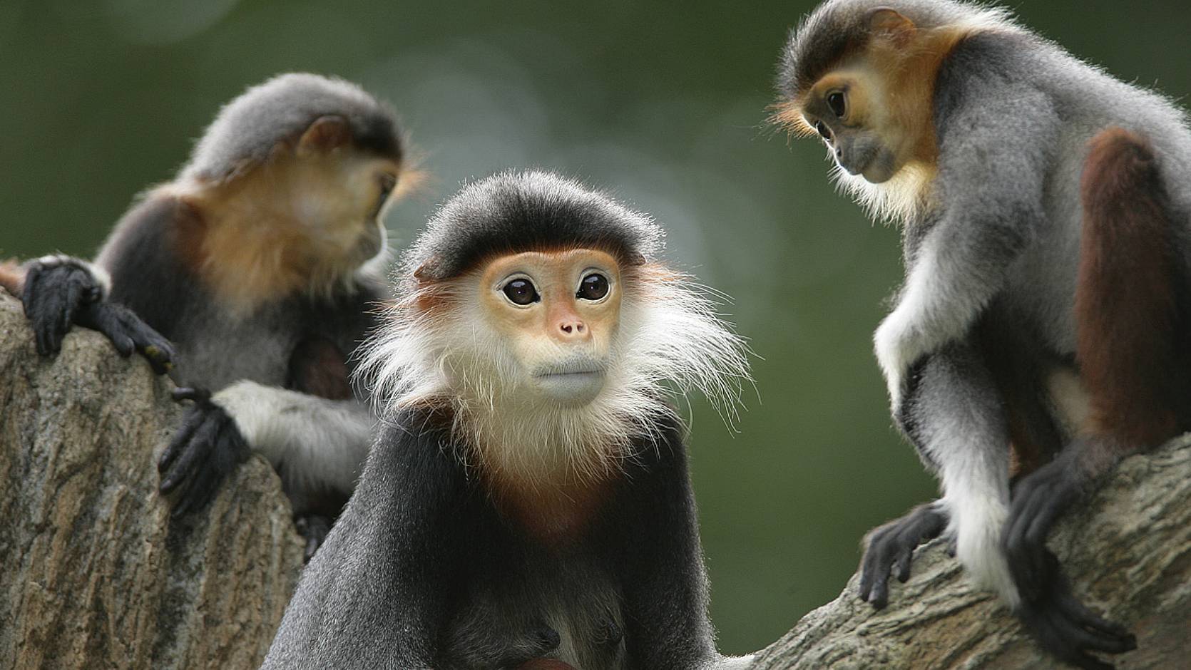 Meet the Red-shanked Douc Langur at The Canopy (Rainforest Wild ASIA) [ENG]