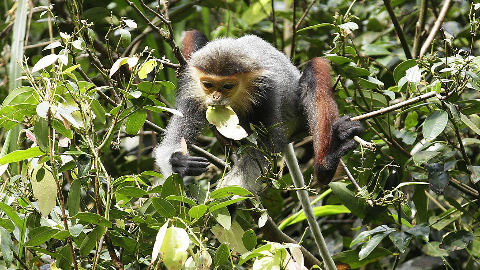 Meet the Red-shanked Douc Langur at The Canopy (Rainforest Wild ASIA) [ENG]