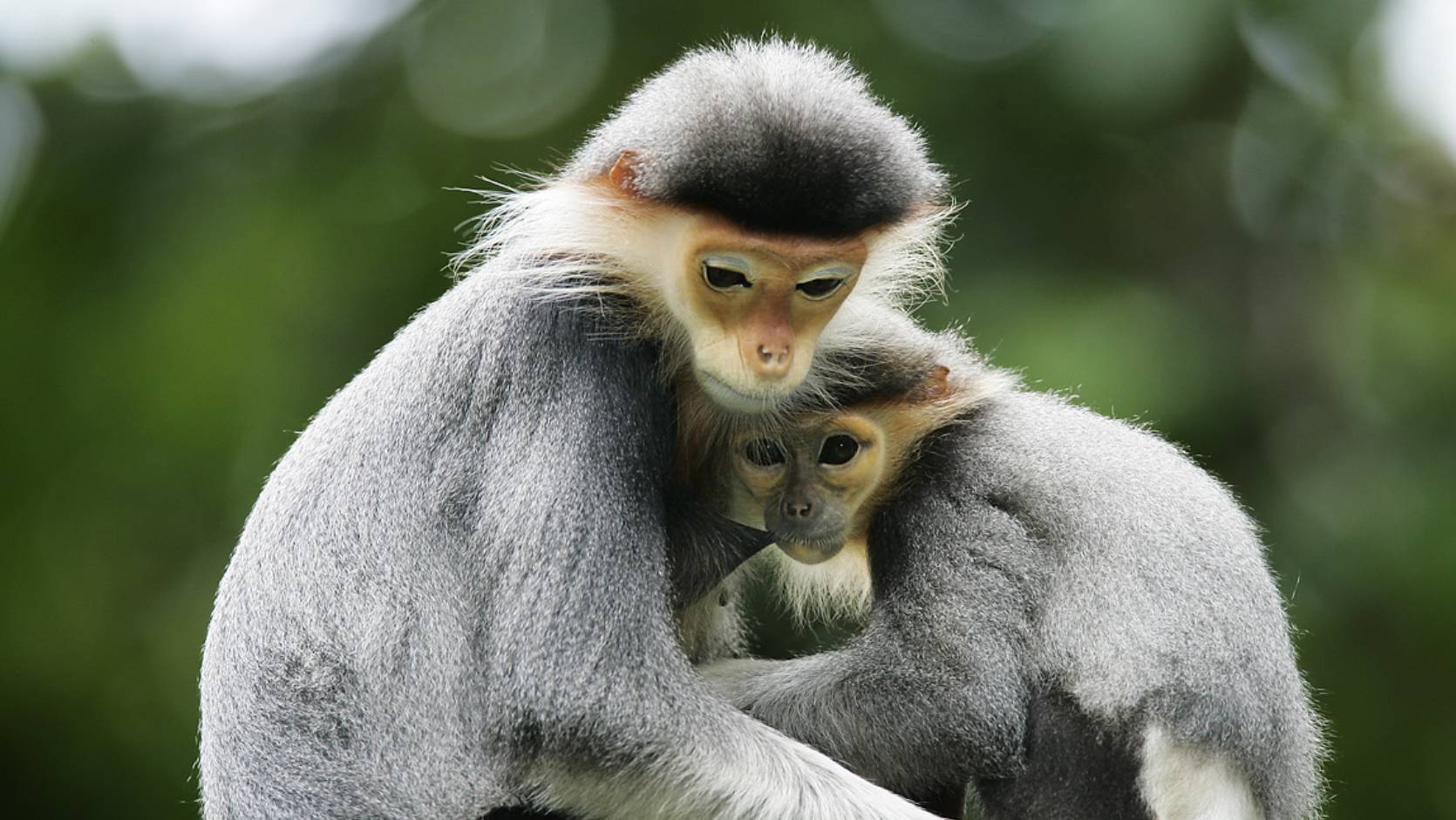 Meet the Red-shanked Douc Langur at The Canopy (Rainforest Wild ASIA) [ENG]