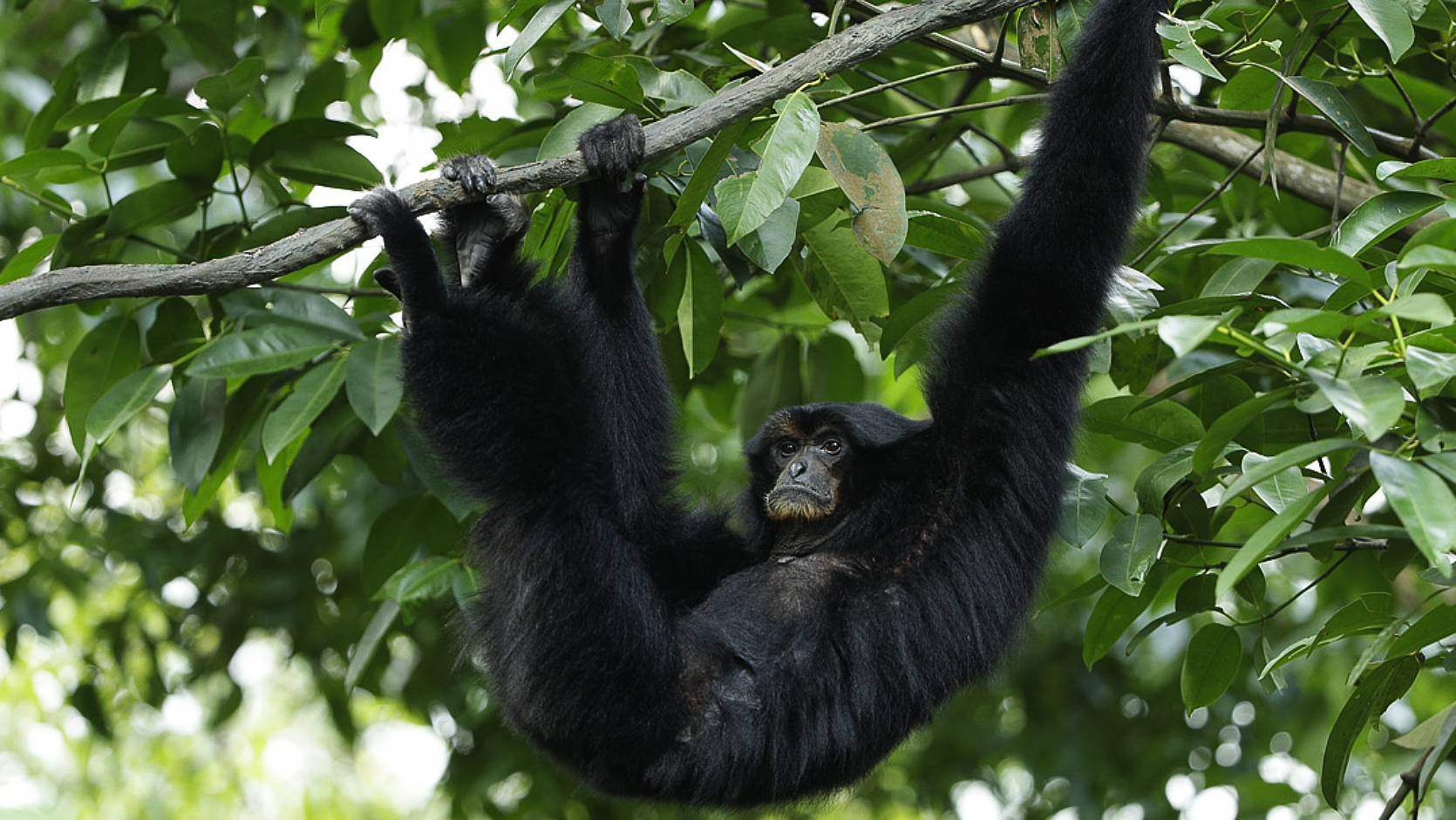 Meet the Siamang at The Canopy (Rainforest Wild ASIA) [EN]