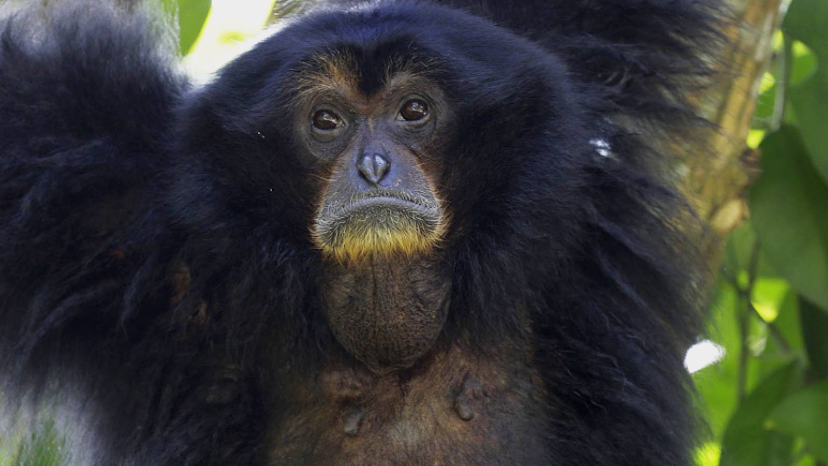 Meet the Siamang at The Canopy (Rainforest Wild ASIA) [EN]