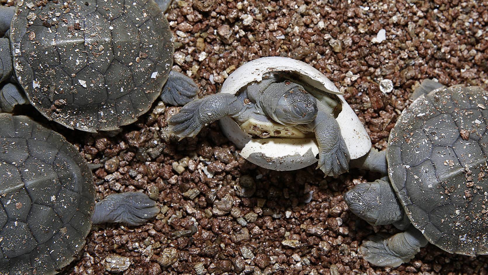 Southern river terrapin - Rainforest Wild Adventure West | Mandai ...