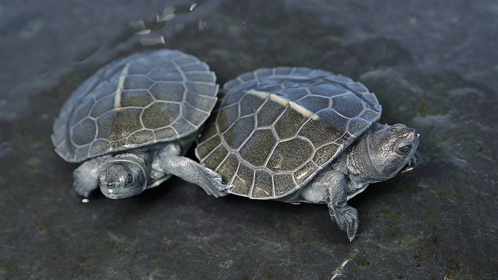 Southern river terrapin - Rainforest Wild Adventure West | Mandai ...