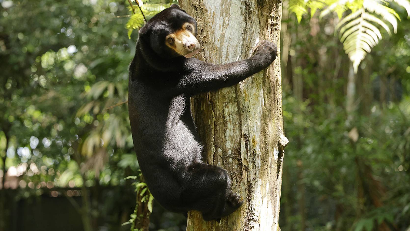 Meet the Sun Bear at The Watering Hole (Rainforest Wild ASIA) [ENG]