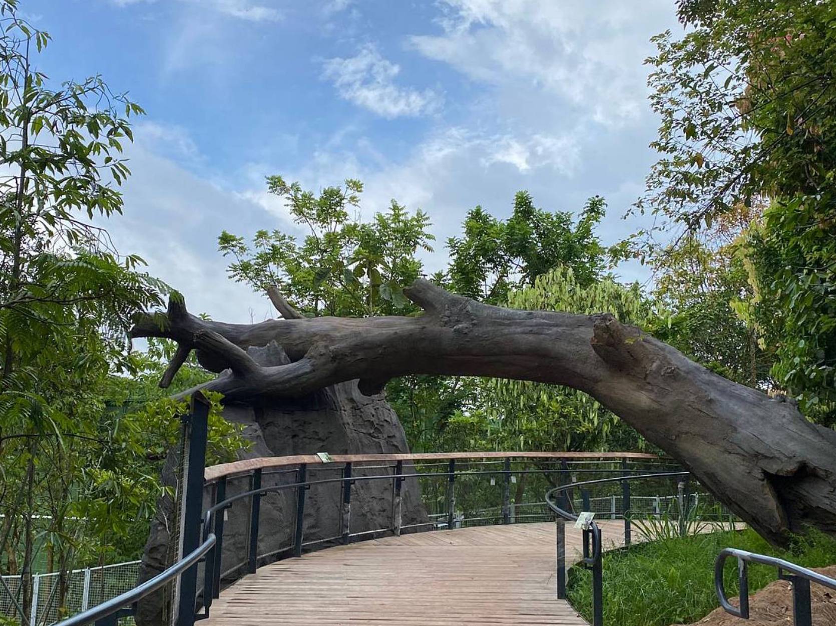 Secondary and Above Programmes - Rainforest Wild Adventure | Mandai ...