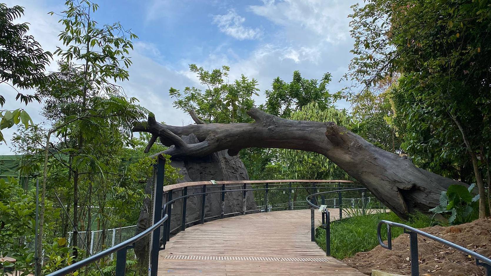 Forest Floor - Rainforest Wild ASIA | Mandai Wildlife Reserve