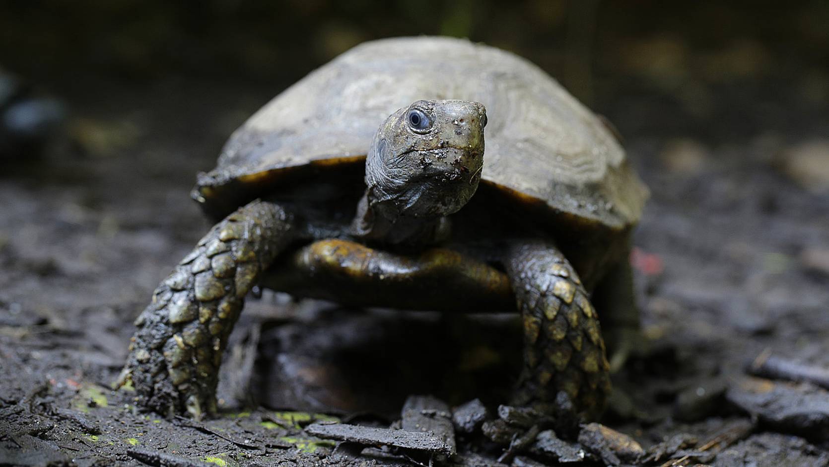 Forest Floor - Rainforest Wild ASIA | Mandai Wildlife Reserve
