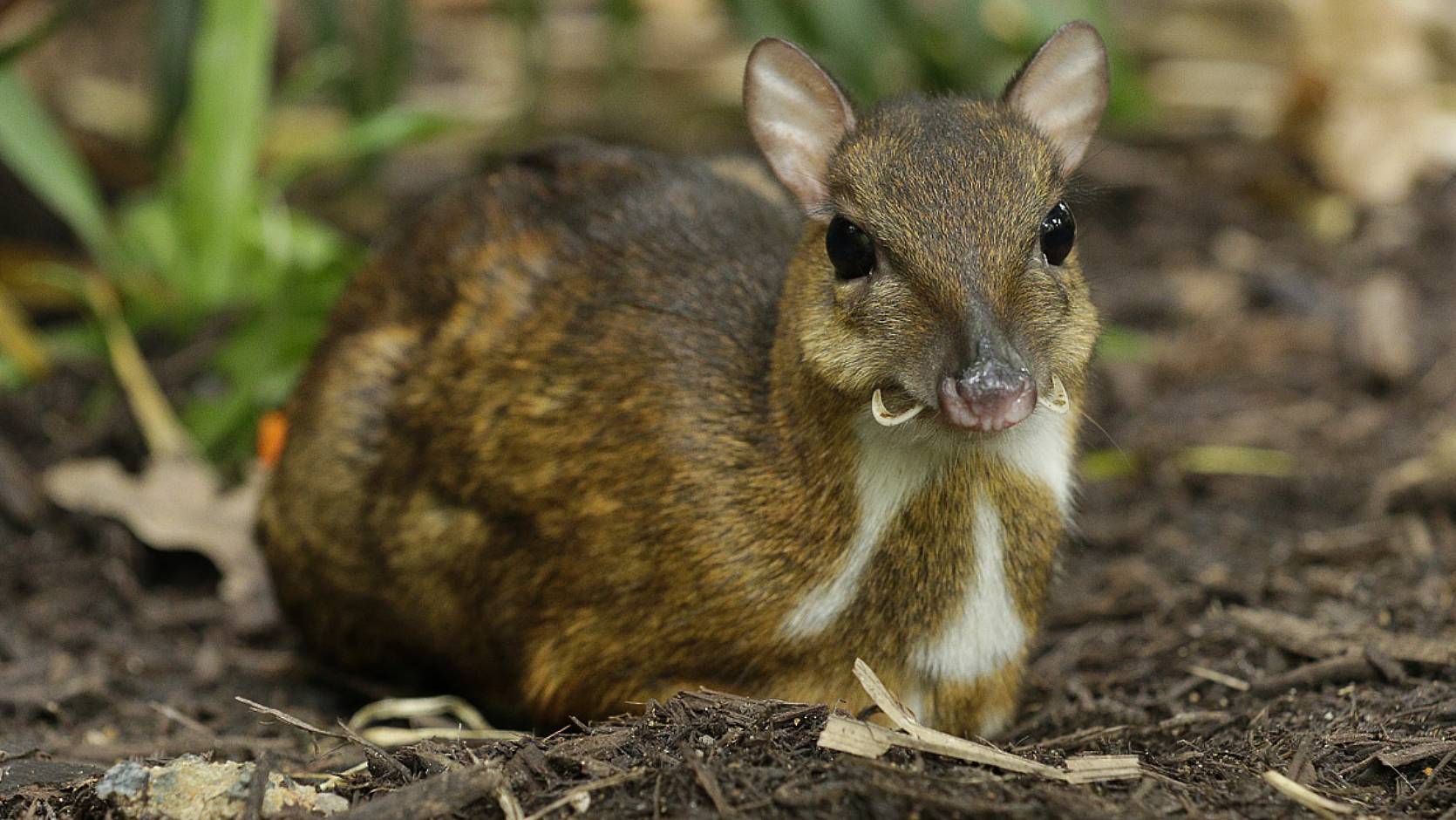 Forest Floor - Rainforest Wild ASIA | Mandai Wildlife Reserve