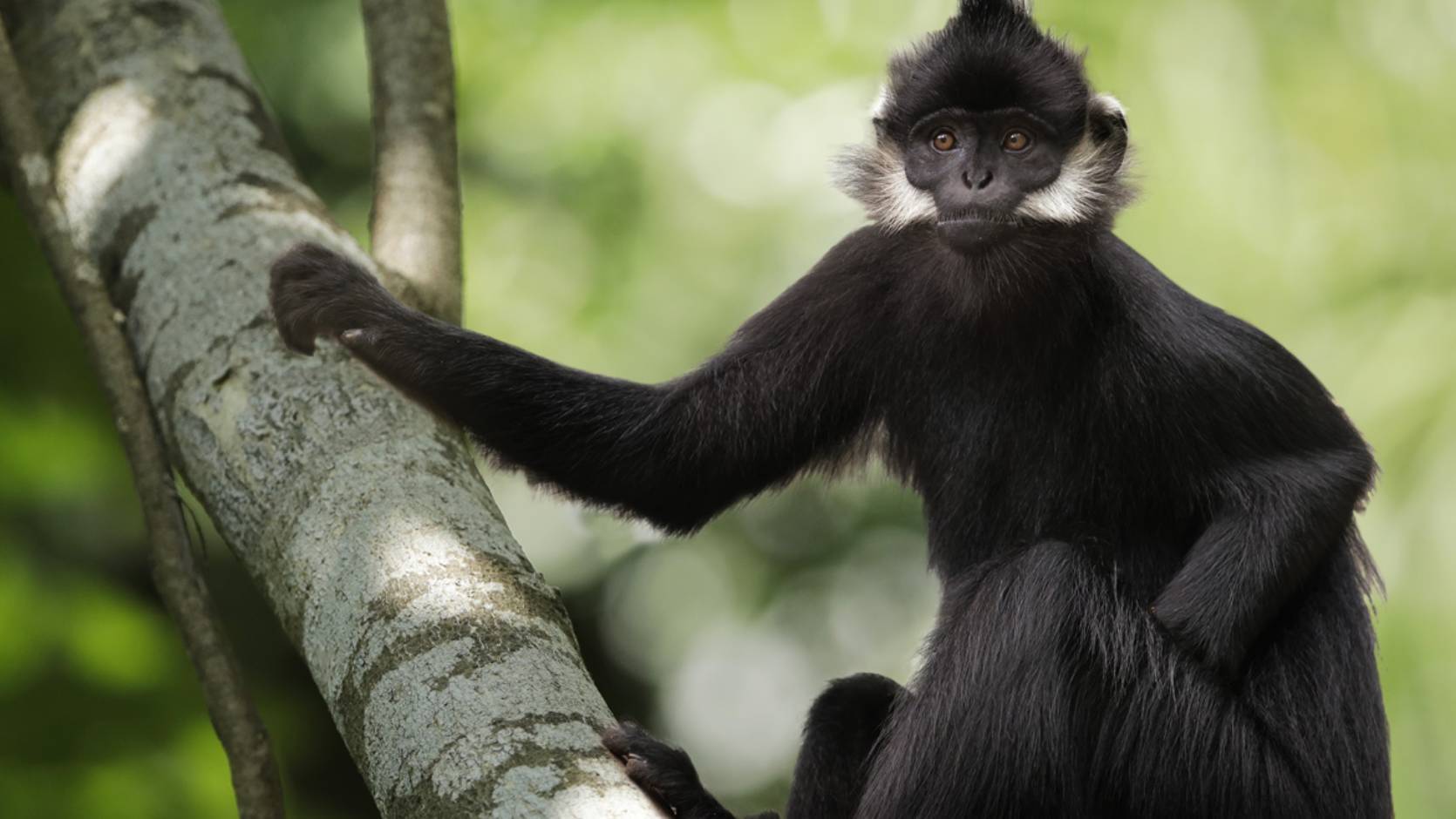 The Karsts - Rainforest Wild Adventure West | Mandai Wildlife Reserve