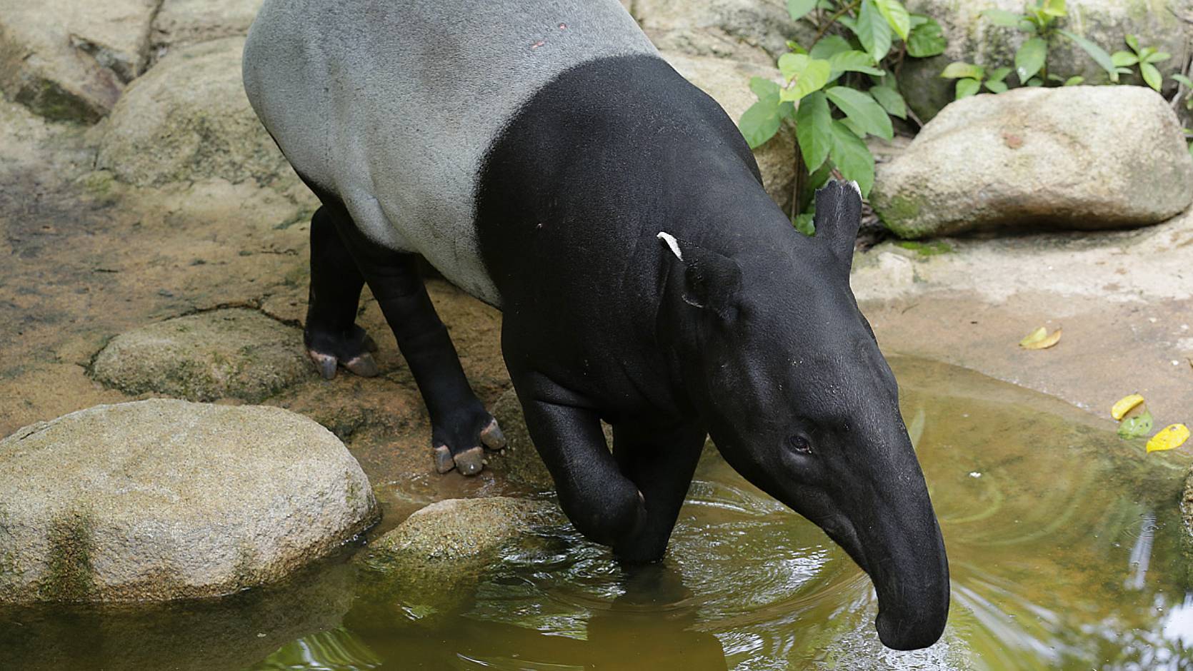 Watering Hole - Rainforest Wild Adventure West | Mandai Wildlife Reserve