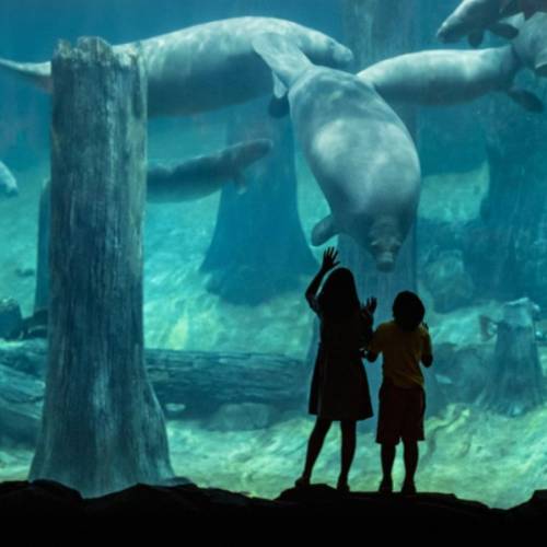 Too Wild to Miss at River Wonders | Mandai Wildlife Reserve