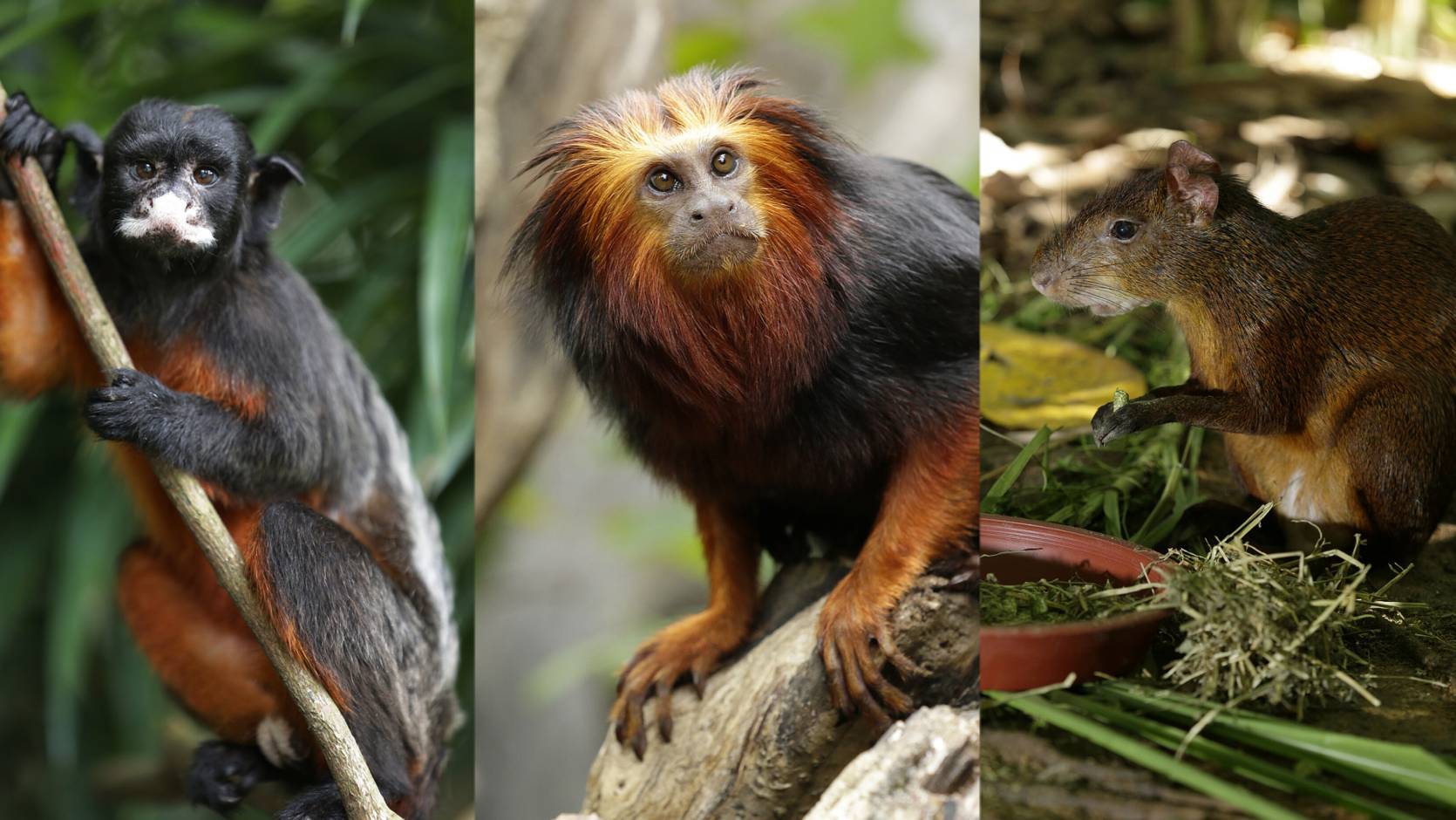 Amazonia Encounters - River Wonders