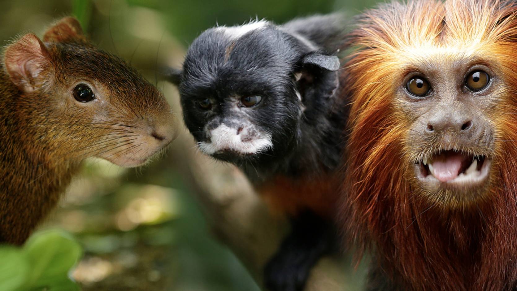 Amazonia Encounters - River Wonders