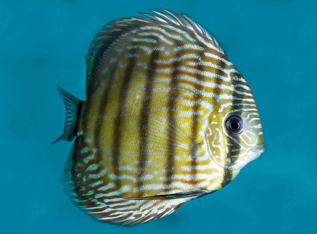 River Wonders | Mandai Wildlife Reserve