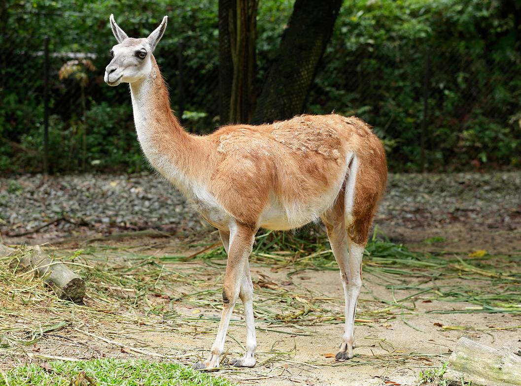 River Wonders | Mandai Wildlife Reserve