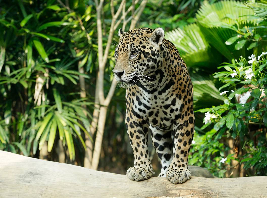 River Wonders | Mandai Wildlife Reserve