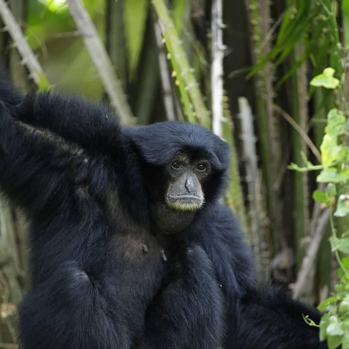 Treetops Trail - Singapore Zoo