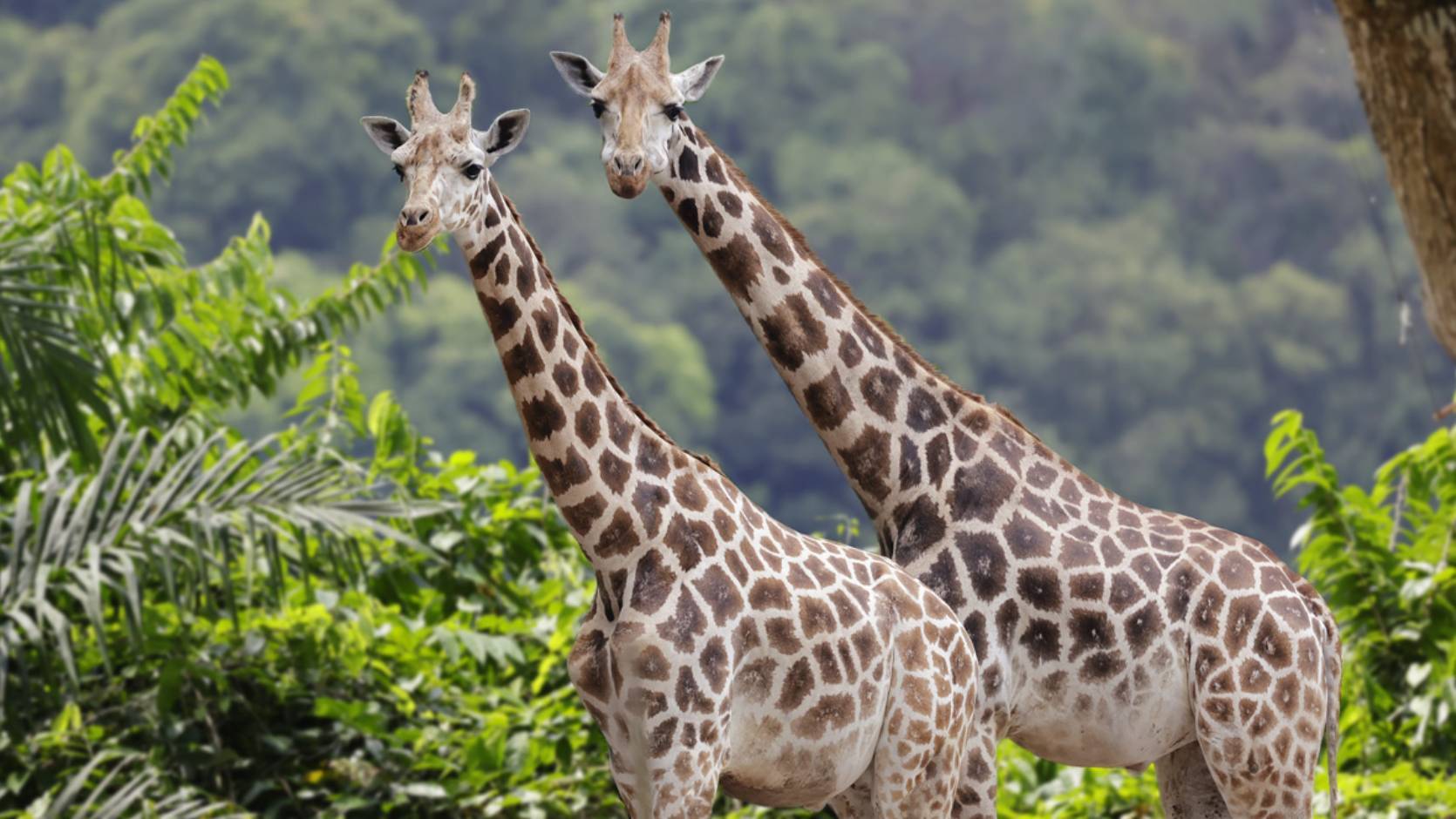 Giraffe - Singapore Zoo