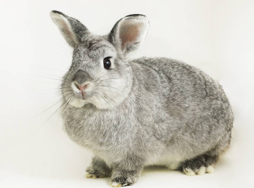 Singapore Zoo - World's Best Rainforest Zoo | Mandai Wildlife Reserve