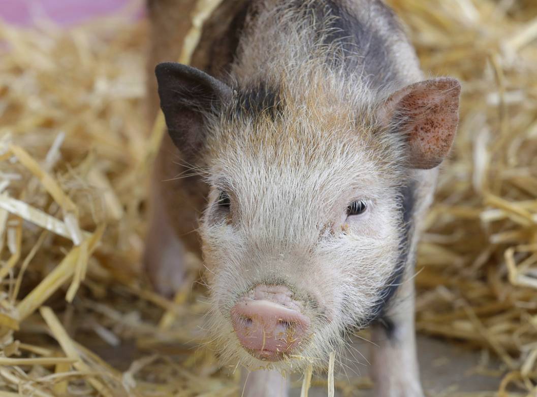 Singapore Zoo - World's Best Rainforest Zoo | Mandai Wildlife Reserve