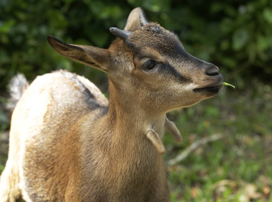Singapore Zoo - World's Best Rainforest Zoo | Mandai Wildlife Reserve