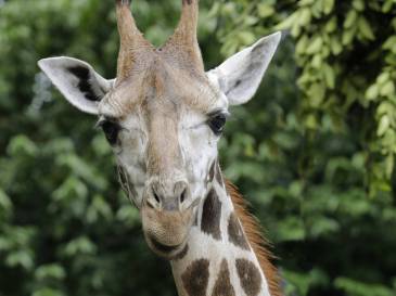Giraffe - Singapore Zoo