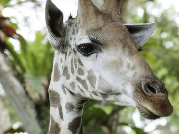 Giraffe - Singapore Zoo