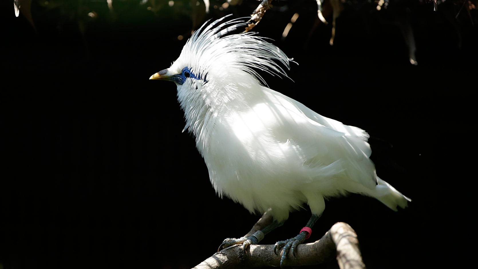 Bali Myna - Bird Paradise | Mandai Wildlife Reserve