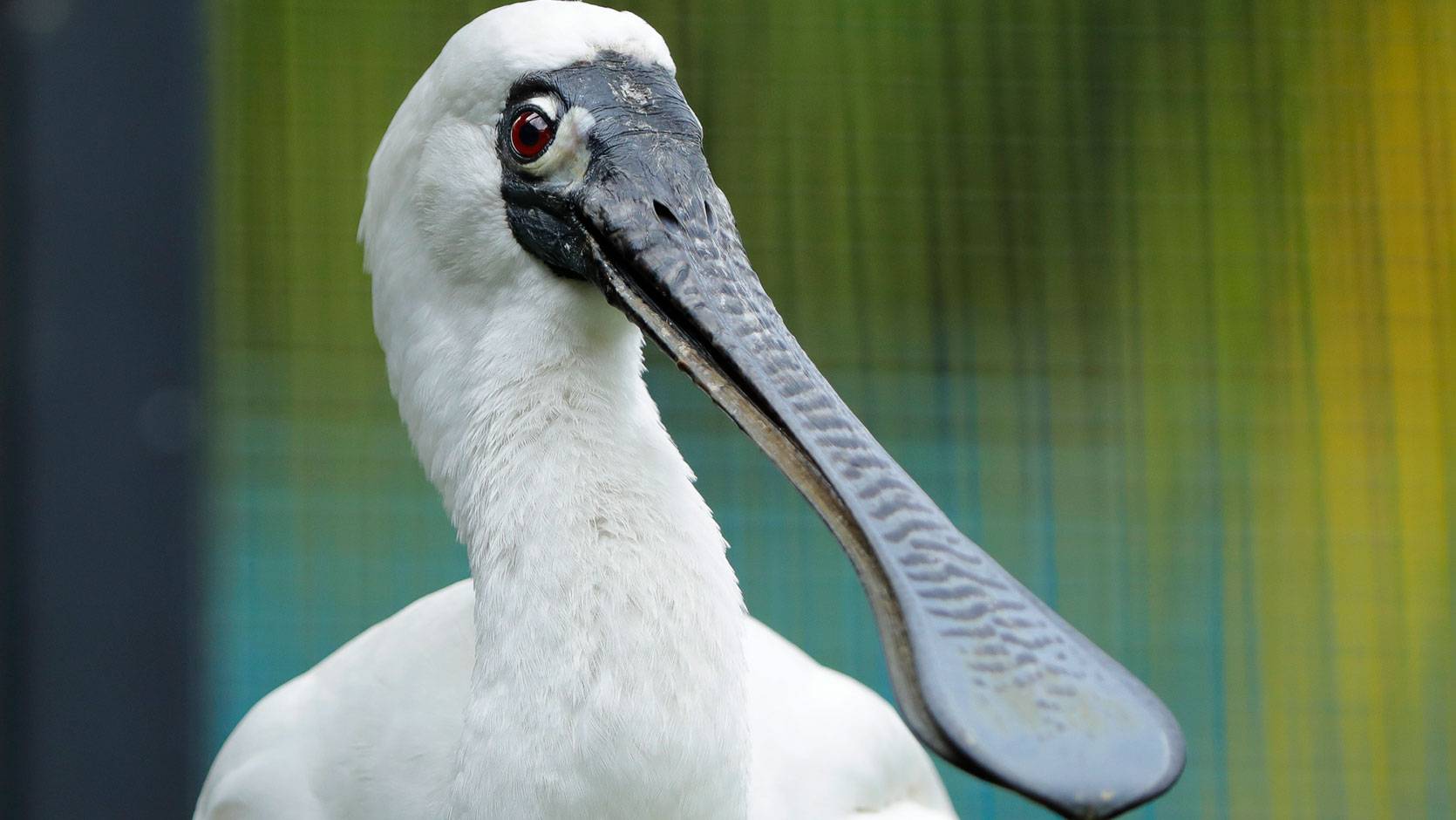Black-faced spoonbill - Jurong Bird Park